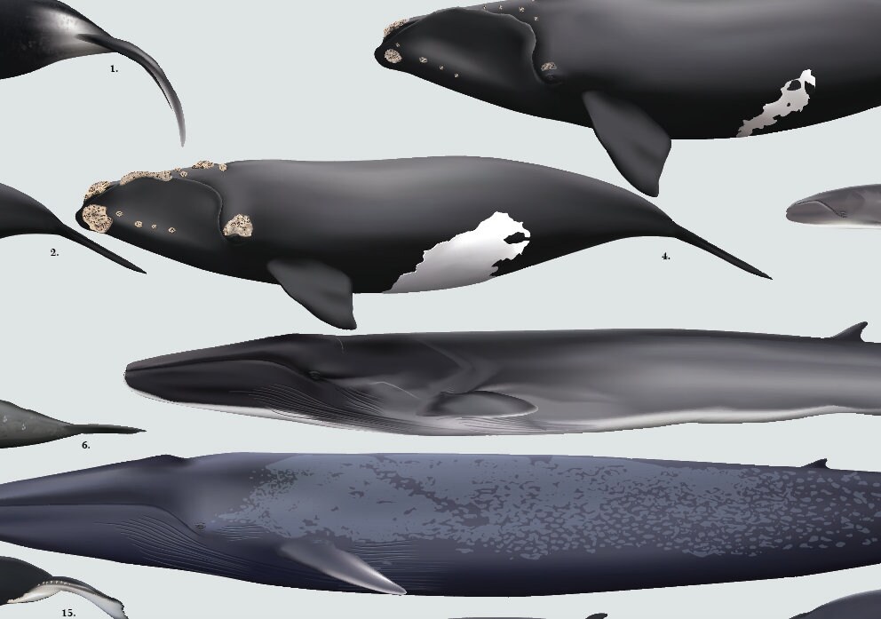 Baleen Whales of the World Poster - Etsy