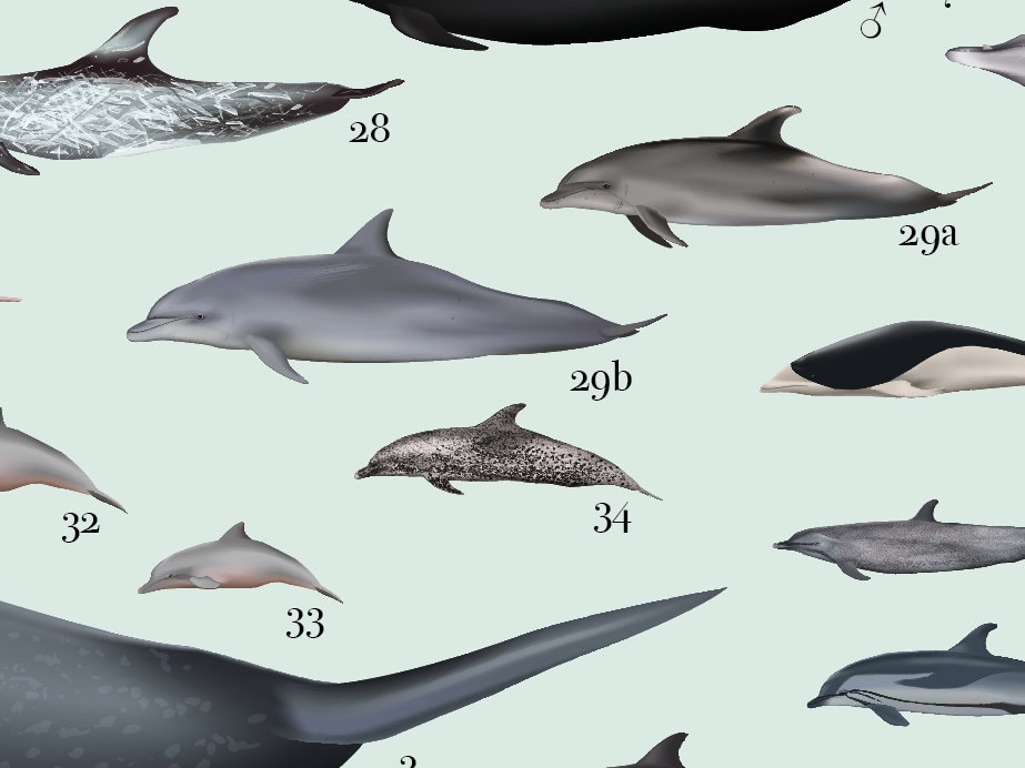Cetáceos Do Brasil cetacea of Brazil Art Print Poster - Etsy