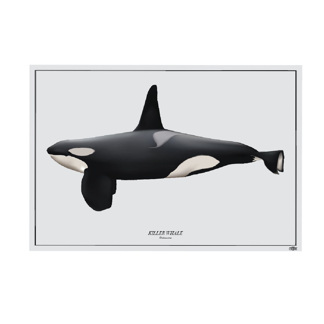 Killer Whale Art Print Poster - Etsy