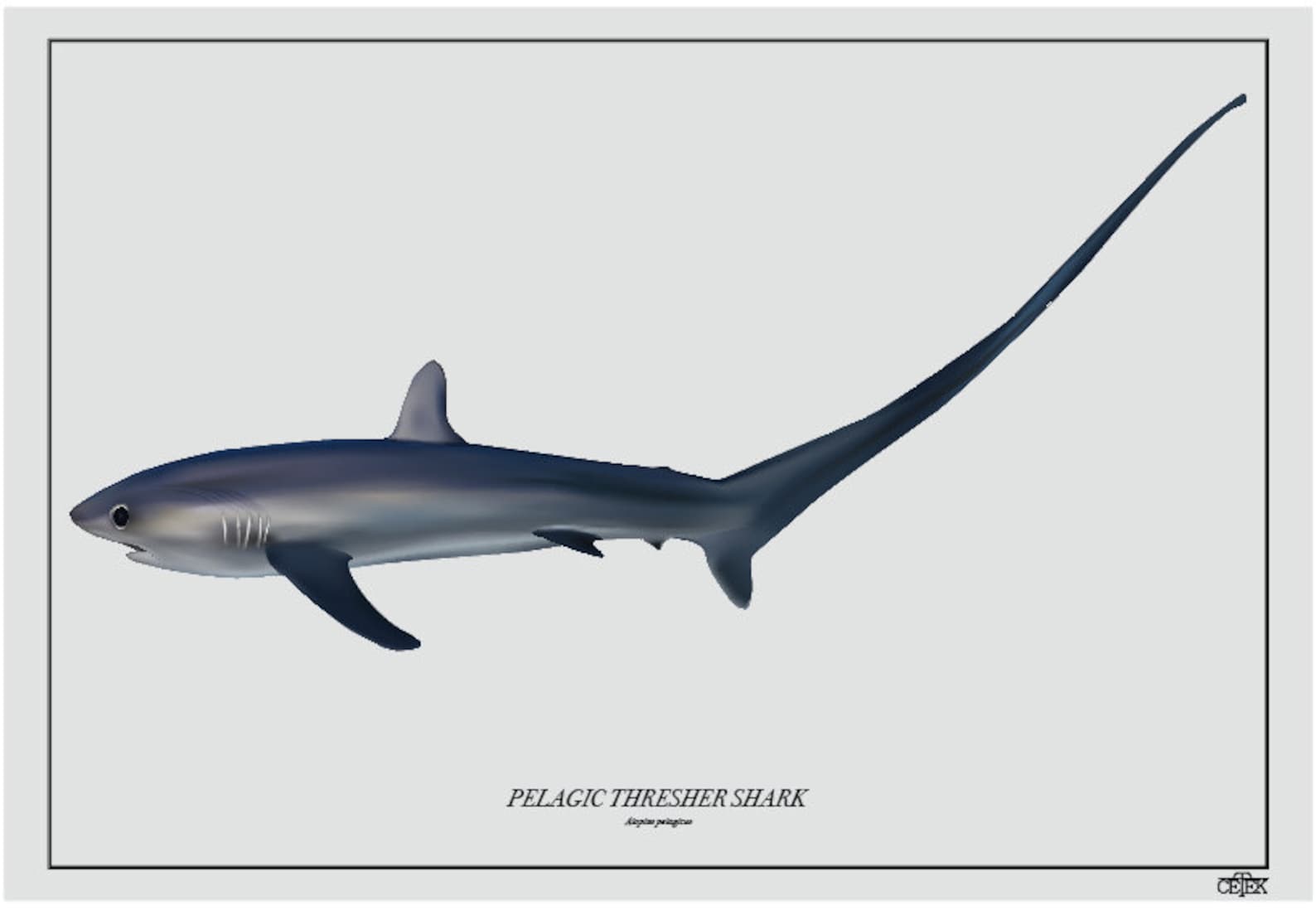 Pelagic Thresher Shark Art Print Poster - Etsy