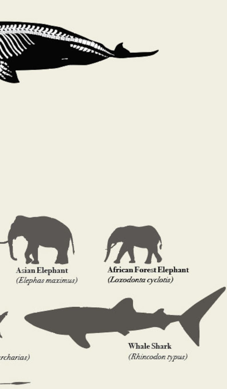 Size Comparison of Large Whales Digital Download Poster - Etsy