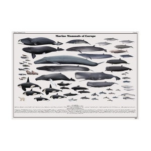 Marine Mammals of Europe Art Print Poster - Etsy