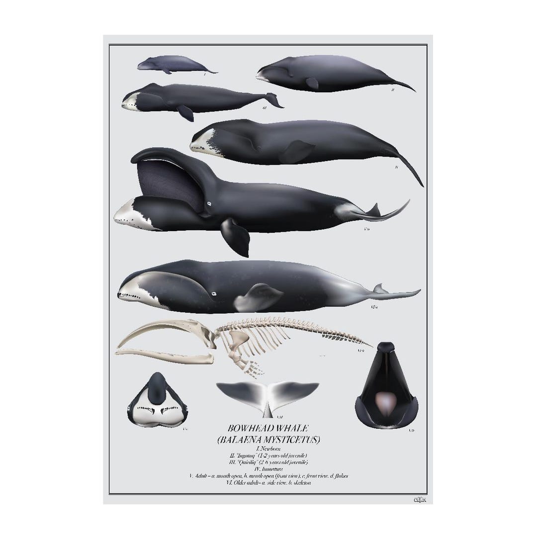 Bowhead Whale (balaena Mysticetus) Art Print Poster - Etsy