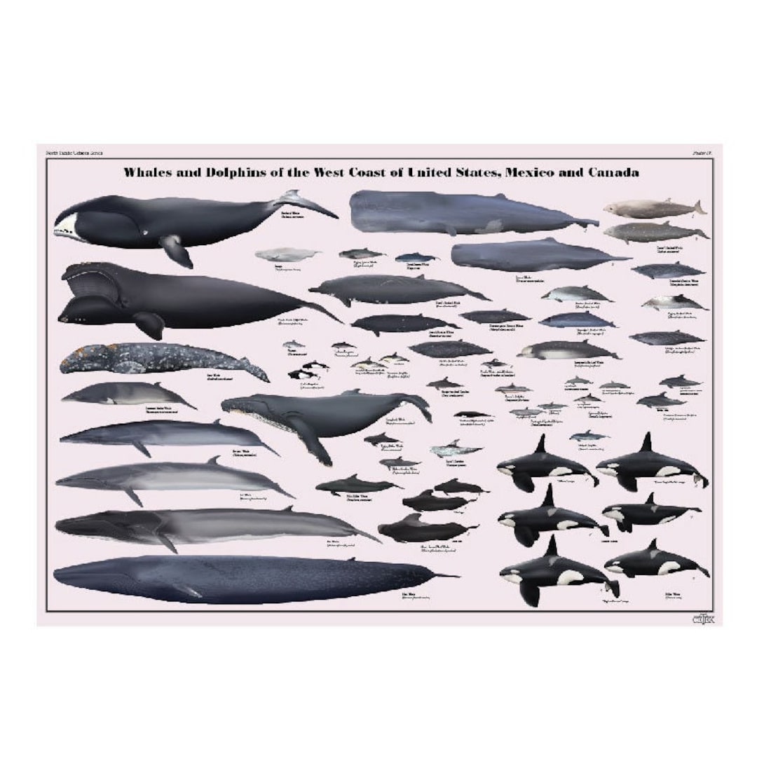 Whales and Dolphins of the West Coast of United States Mexico - Etsy