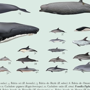 Cetáceos Do Brasil (cetacea of Brazil) Art Print Poster - Etsy