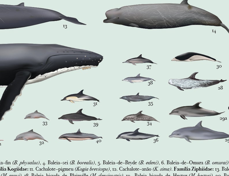 Cetáceos Do Brasil (cetacea of Brazil) Art Print Poster - Etsy