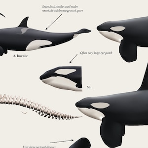 The Killer Whale (orcinus Orca) in Norway: Life History, Anatomy and ...