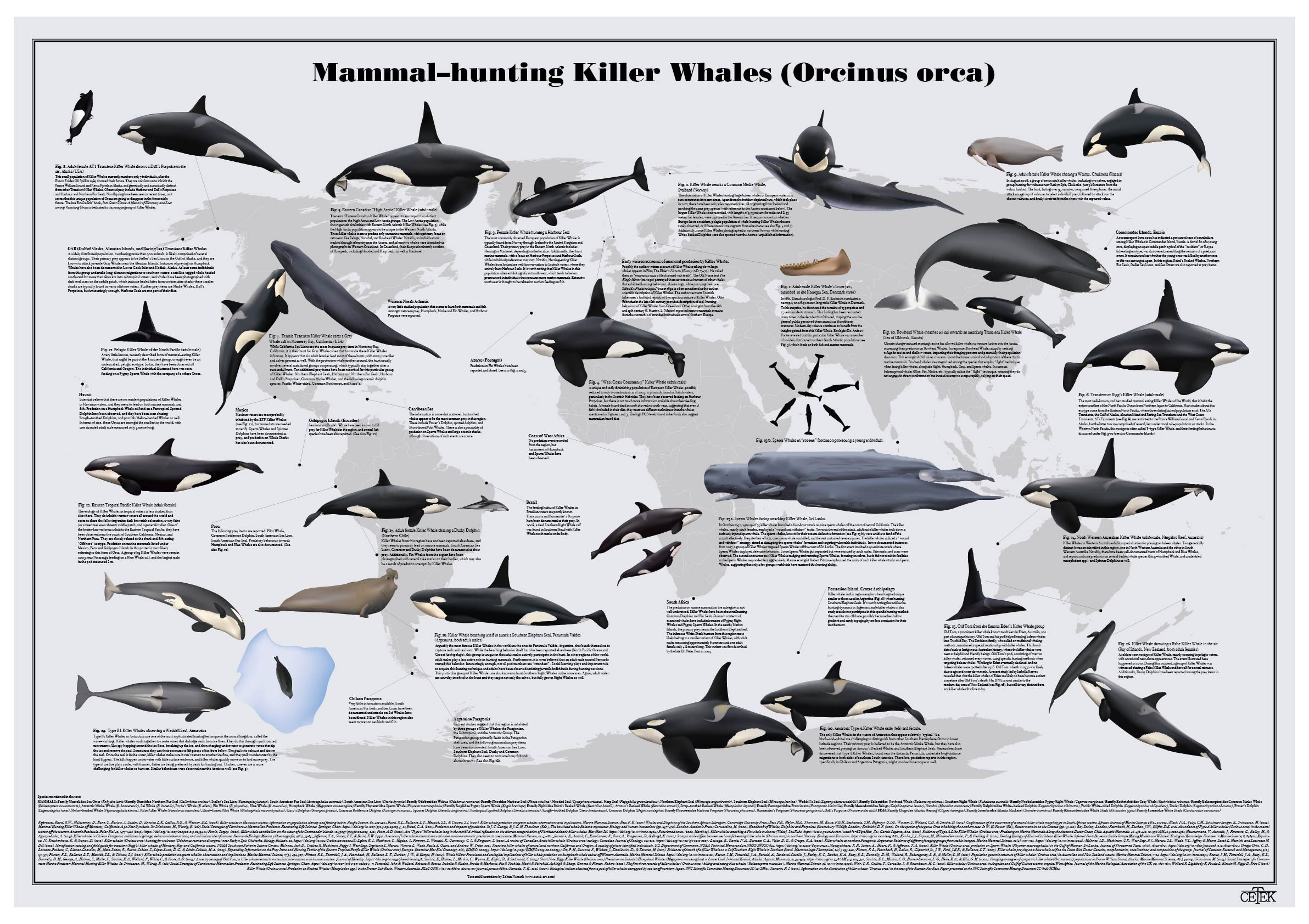 Mammalhunting Killer Whales orcinus Orca Art Print Poster - Etsy