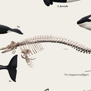 The Killer Whale (orcinus Orca) in Norway: Life History, Anatomy and ...