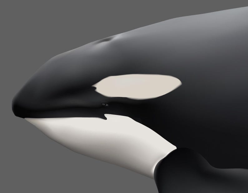 Chainsaw Bigg's (transient) Orca Art Print - Etsy