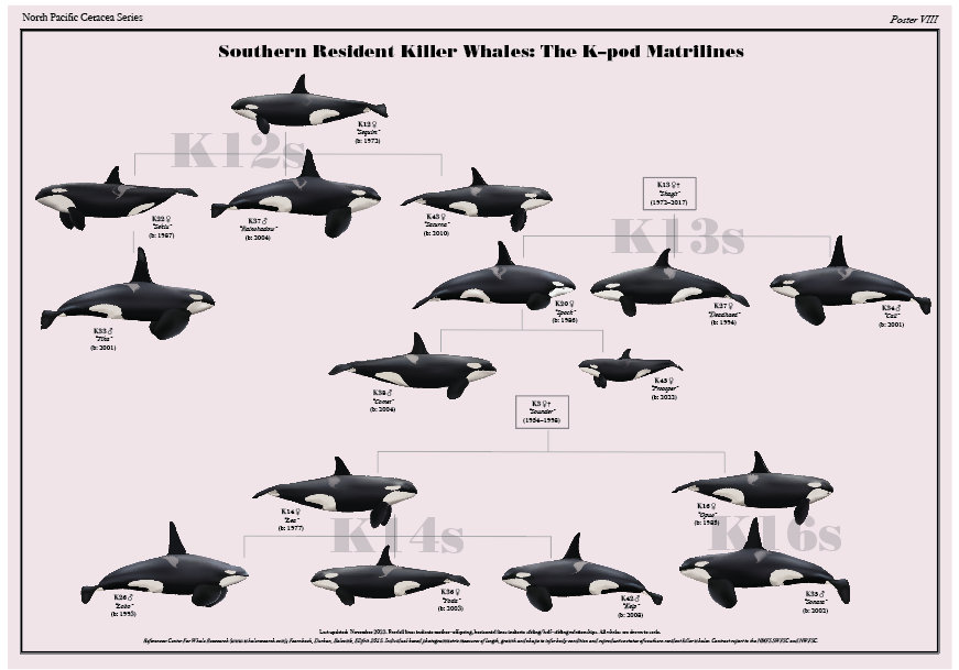 K Pod Orcas