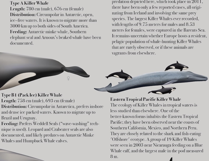 Killer Whale (orcinus Orca) Ecotypes of the World Digital Download File ...