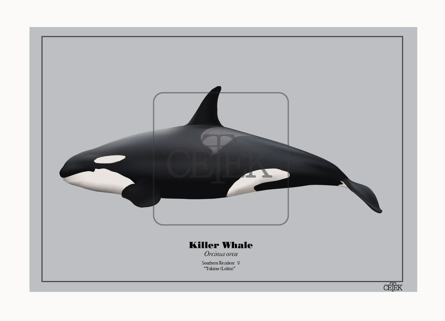 Tokitae lolita Southern Resident Orca Art Print - Etsy Israel