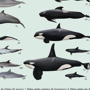 Cetáceos Do Brasil (cetacea of Brazil) Art Print Poster - Etsy