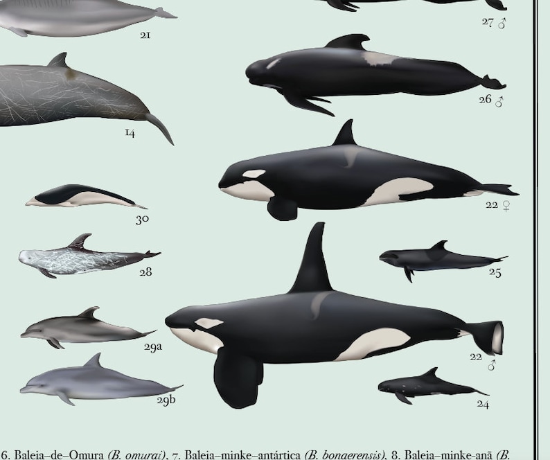 Cetáceos Do Brasil (cetacea of Brazil) Art Print Poster - Etsy