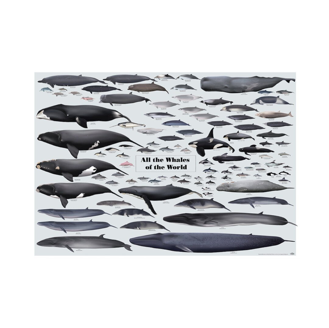 All the Whales of the World Digital Download Poster - Etsy