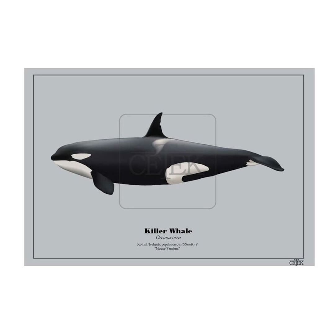 Mousa (vendetta) Scottish/icelandic Orca Art Print - Etsy