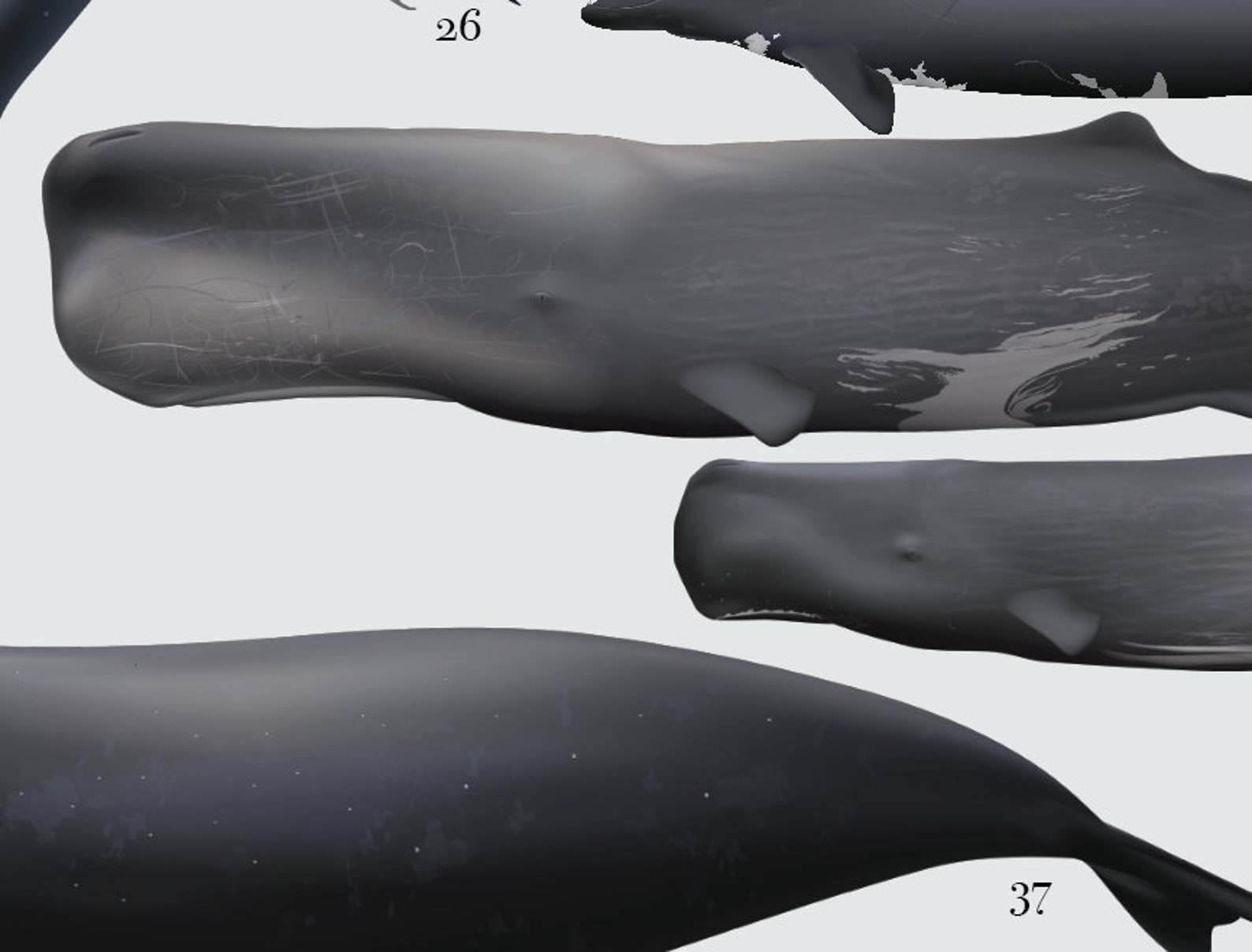 Marine Megafauna (ocean Giants) Art Print Poster - Etsy