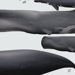 Marine Megafauna (ocean Giants) Art Print Poster - Etsy