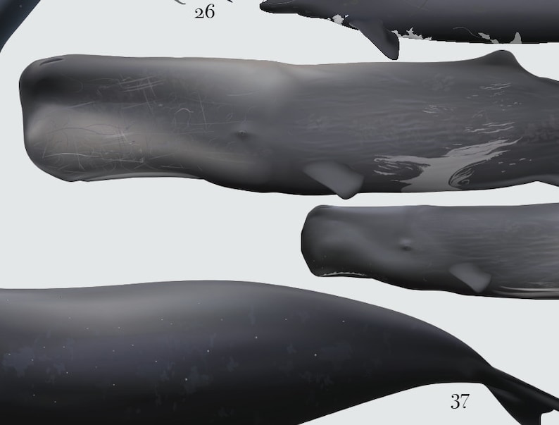 Marine Megafauna (ocean Giants) Art Print Poster - Etsy