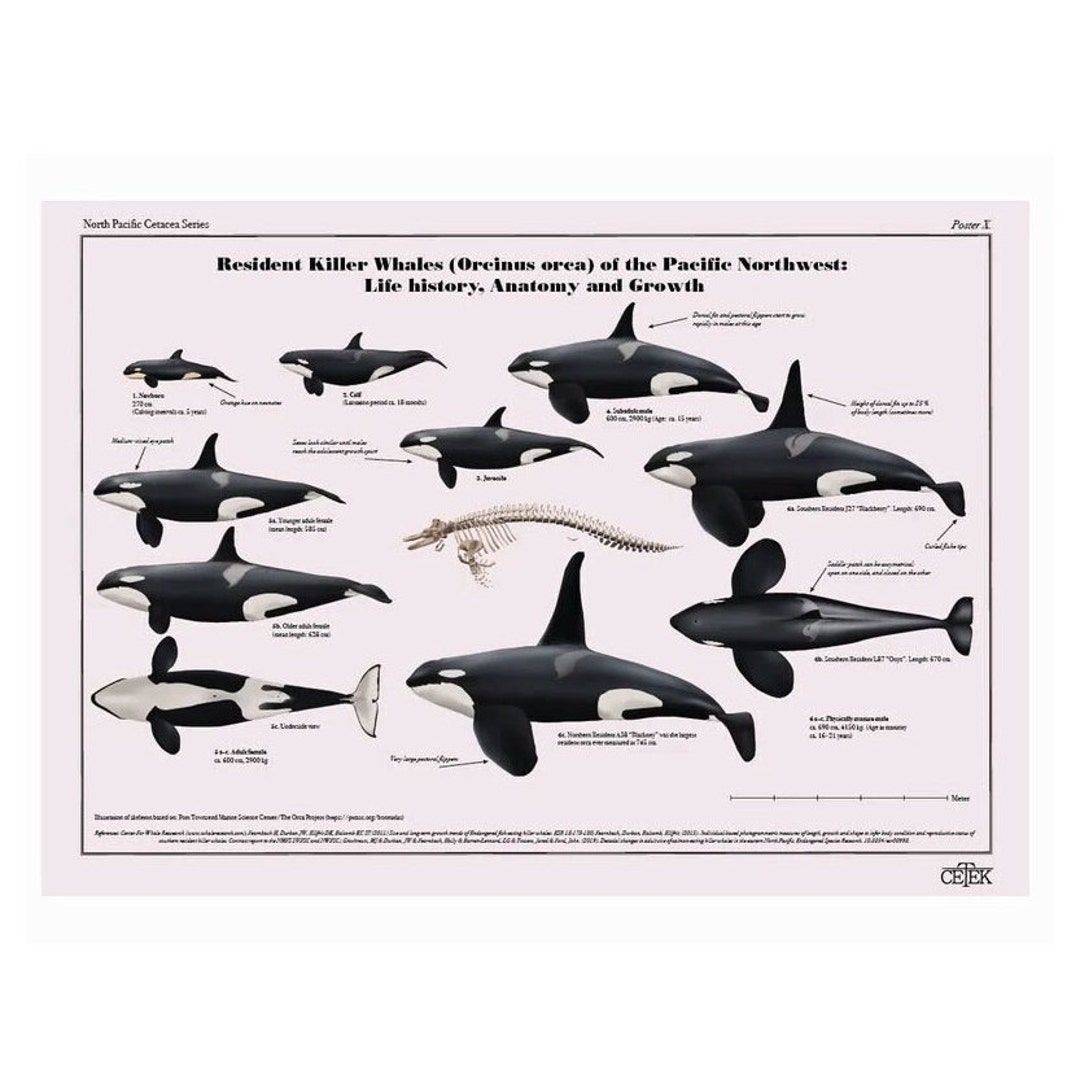 Resident Killer Whales (orcinus Orca) of the Pacific Northwest: Life ...