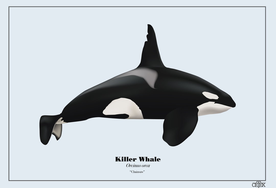 Chainsaw Bigg's transient Orca Art Print - Etsy
