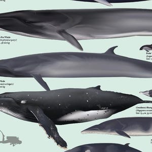 Whales and Dolphins of Antarctica - Etsy