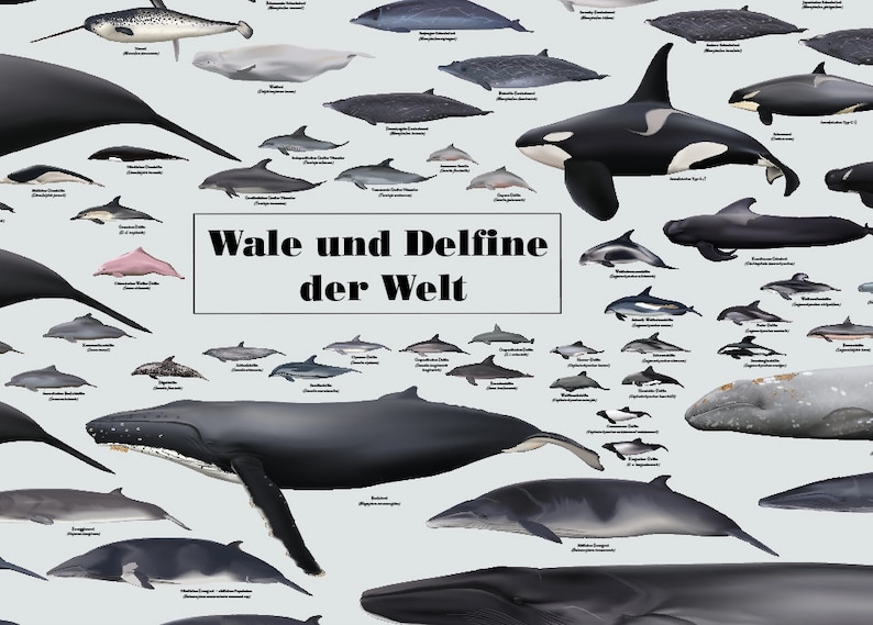All the Whales of the World/wale Und Delfine Der Welt - Etsy