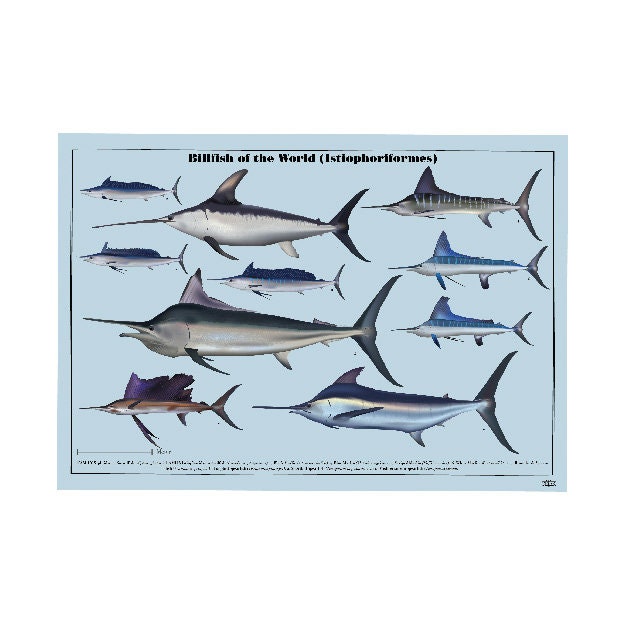 Billfish of the World Poster - Etsy