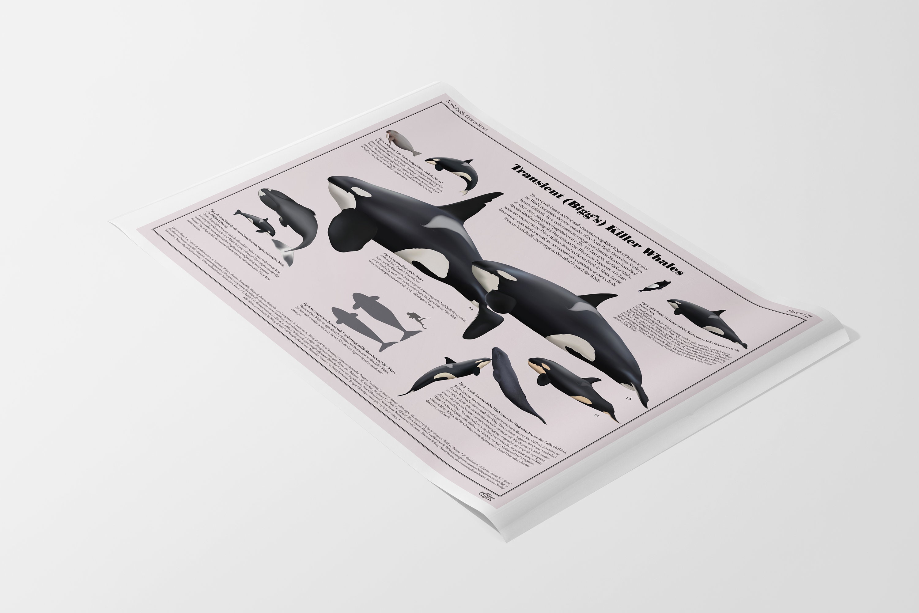 Transient bigg's Killer Whales Art Print Poster - Etsy