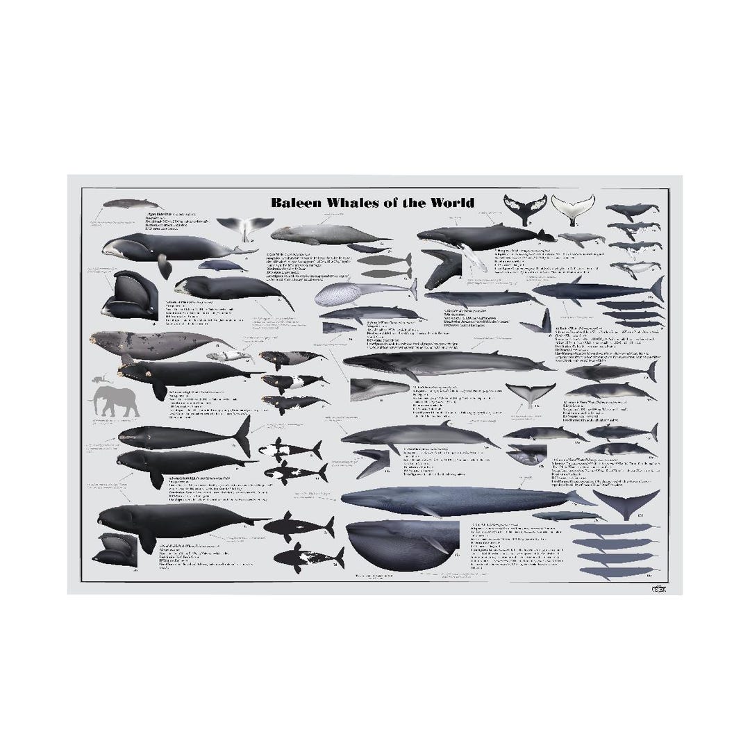 Baleen Whales of the World (expanded) Poster - Etsy