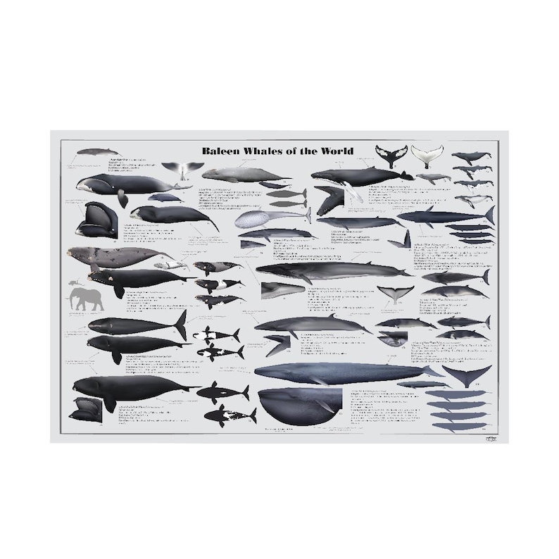 Baleen Whales of the World (expanded) Poster - Etsy