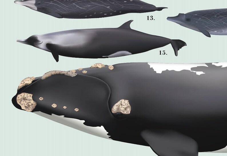 Whales and Dolphins of the Southern African Subregion - Etsy