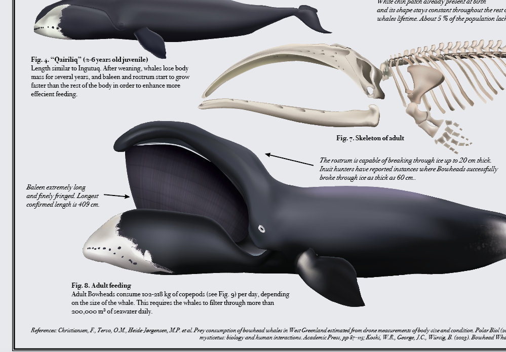 The Bowhead Whale balaena Mysticetus Art Print Poster - Etsy