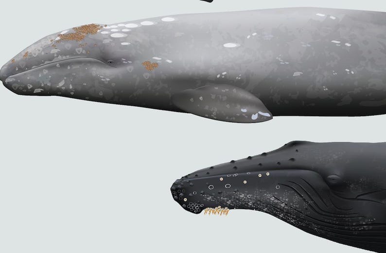 Baleen Whales of the World Poster - Etsy