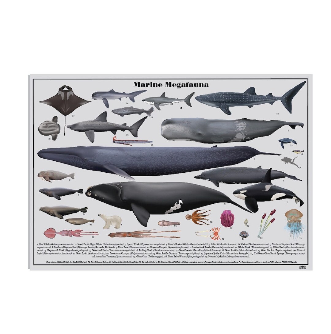 Marine Megafauna Digital Download Poster - Etsy