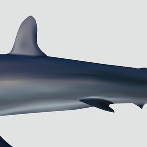 Pelagic Thresher Shark Art Print Poster - Etsy