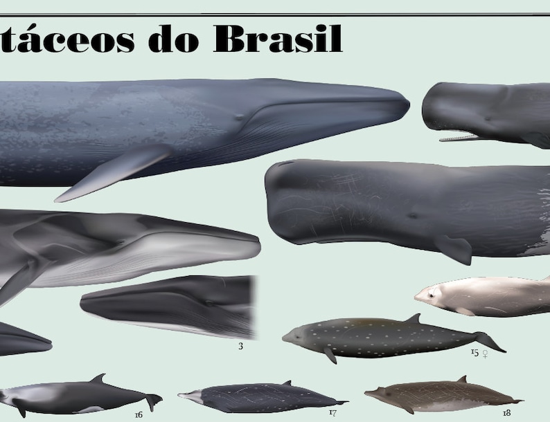 Cetáceos Do Brasil (cetacea of Brazil) Art Print Poster - Etsy