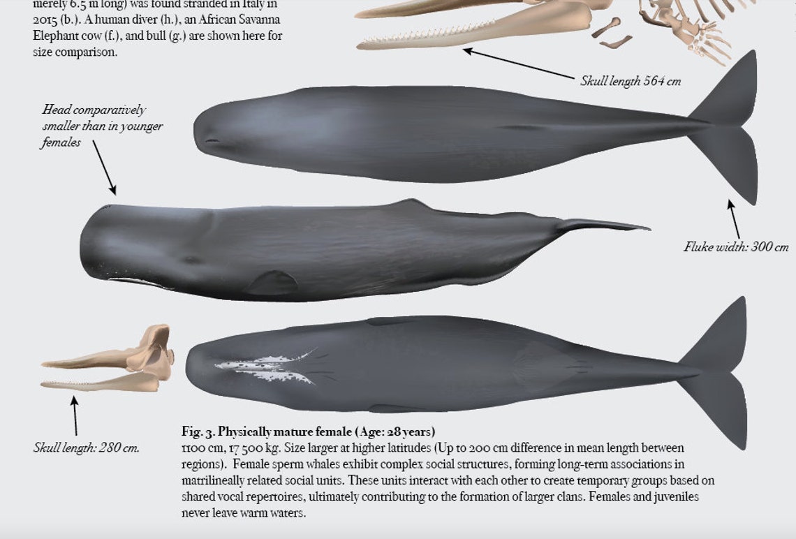 The Sperm Whale physeter Macrocephalus: Life History, Form and Growth ...