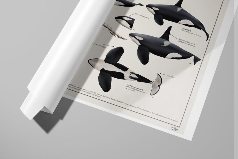 The Killer Whale Orcinus Orca In Norway Life History Anatomy And Growth Art Print Poster Etsy