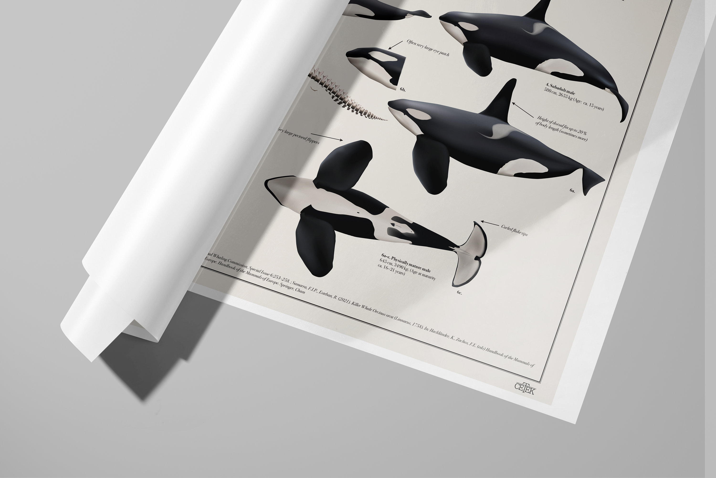 The Killer Whale orcinus Orca in Norway: Life History, Anatomy and ...