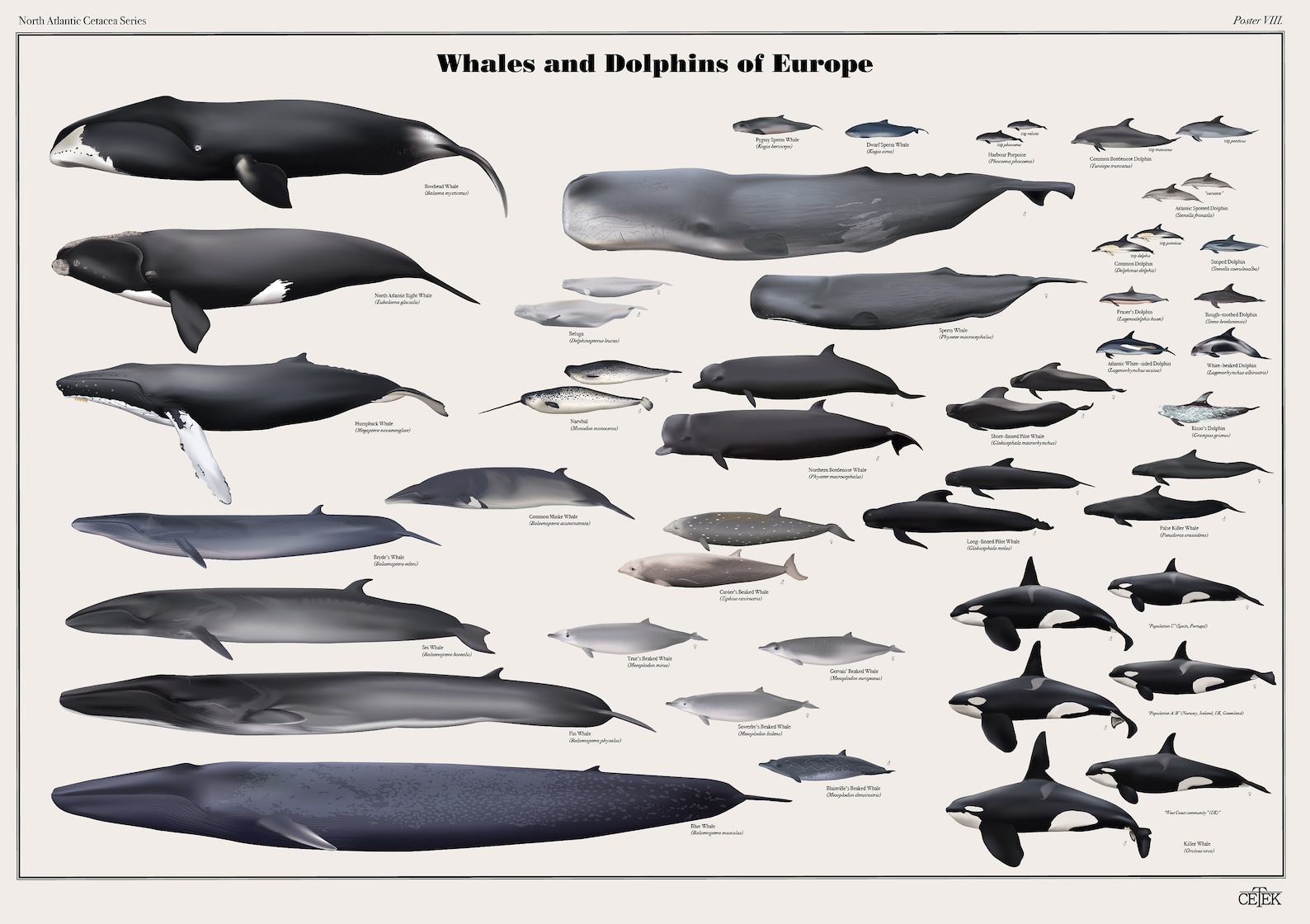 Whales and Dolphins of Europe Art Print Poster - Etsy UK