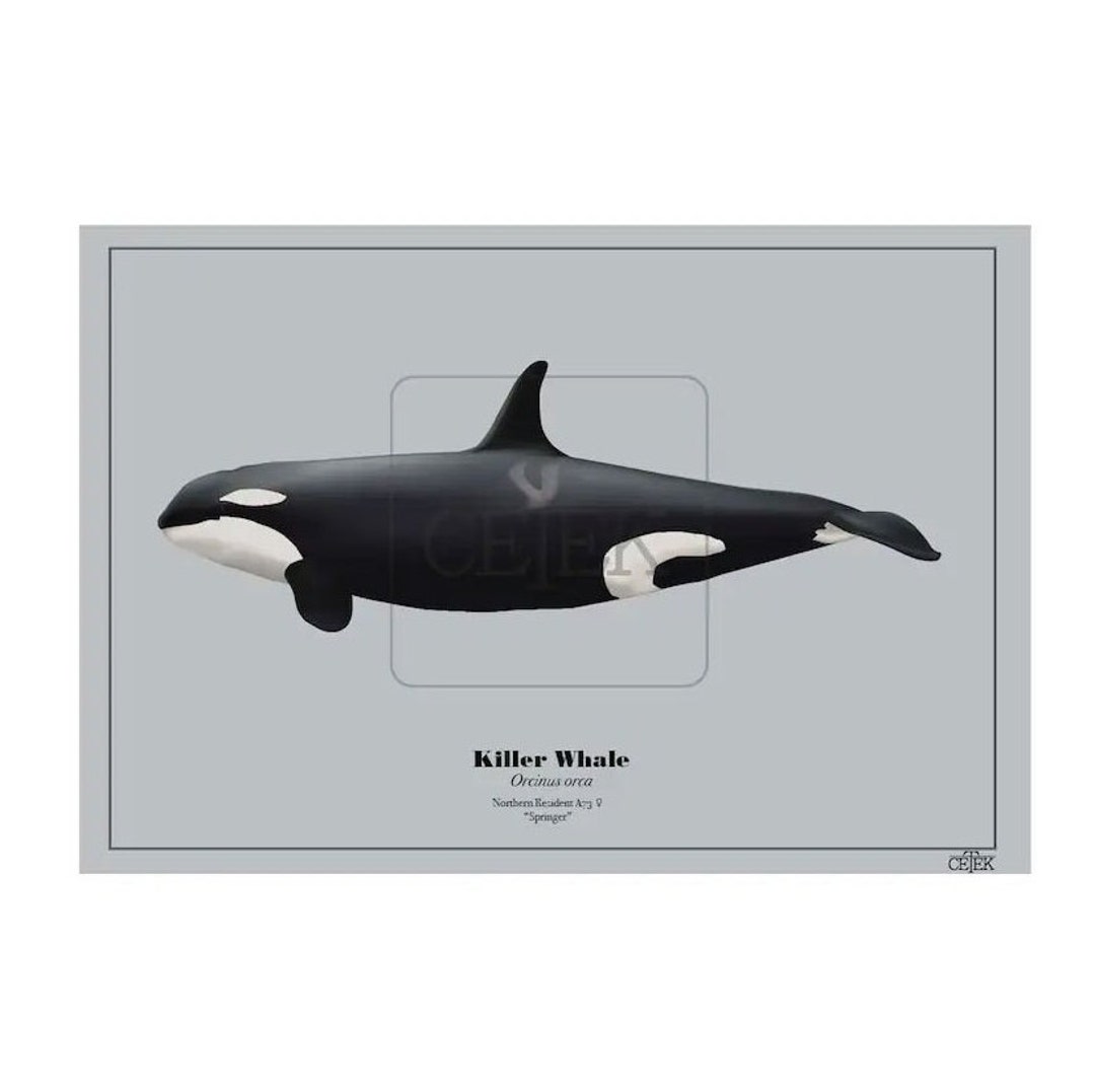 Springer Northern Resident Orca Art Print - Etsy