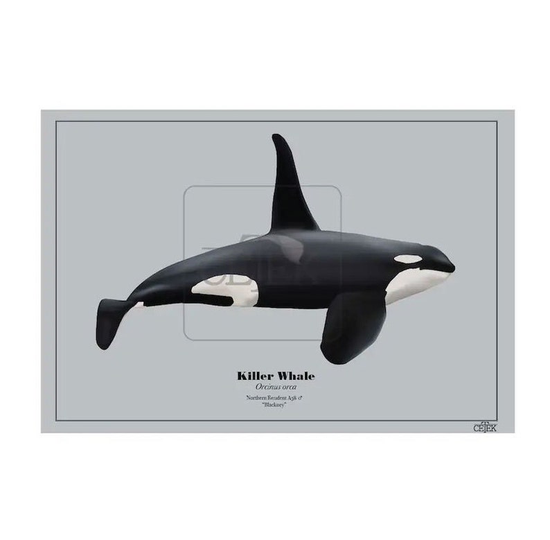 Blackney Northern Resident Killer Whale Poster - Etsy