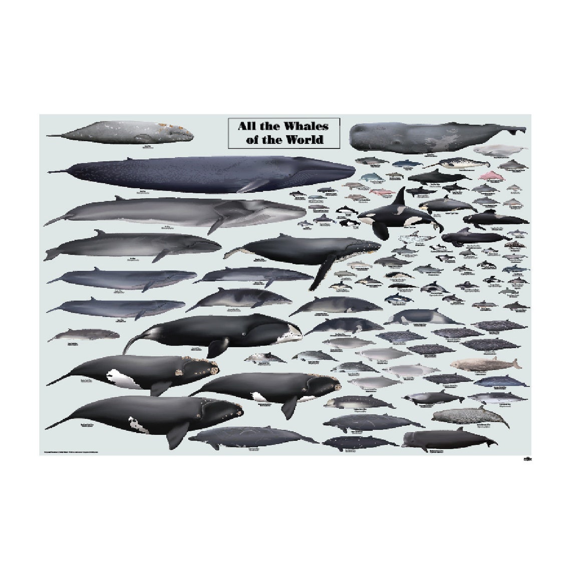 All the Whales of the World/wale Und Delfine Der Welt - Etsy