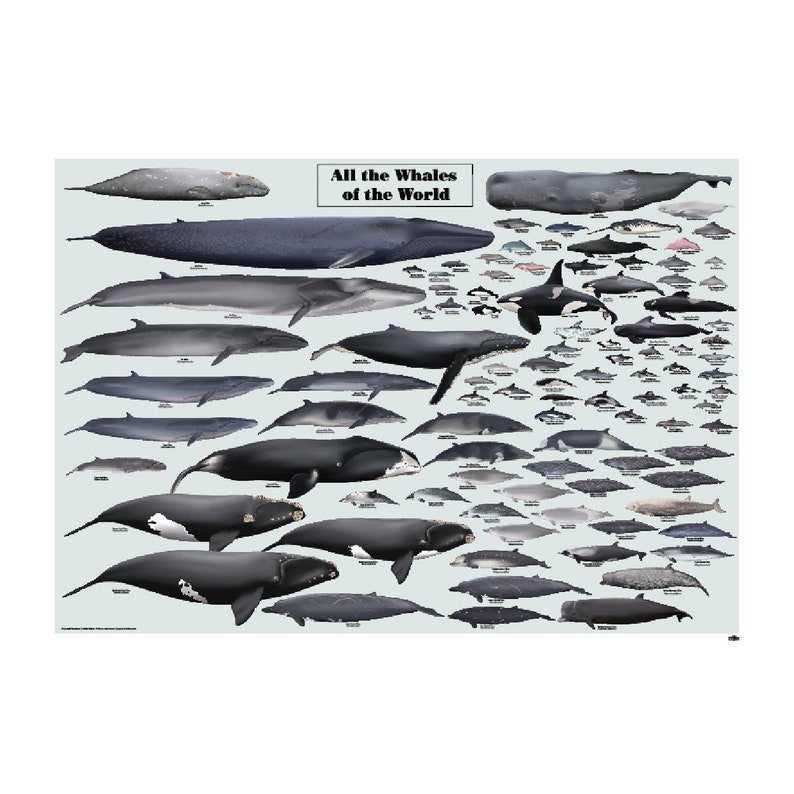 All the Whales of the World/wale Und Delfine Der Welt - Etsy