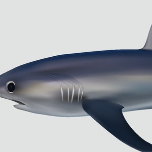 Pelagic Thresher Shark Art Print Poster - Etsy
