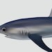 Pelagic Thresher Shark Art Print Poster - Etsy