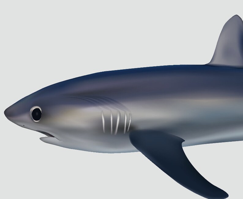 Pelagic Thresher Shark Art Print Poster - Etsy