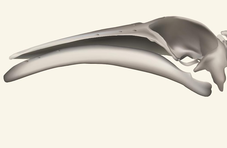 Humpback Whale Skeleton and Adult Art Print - Etsy